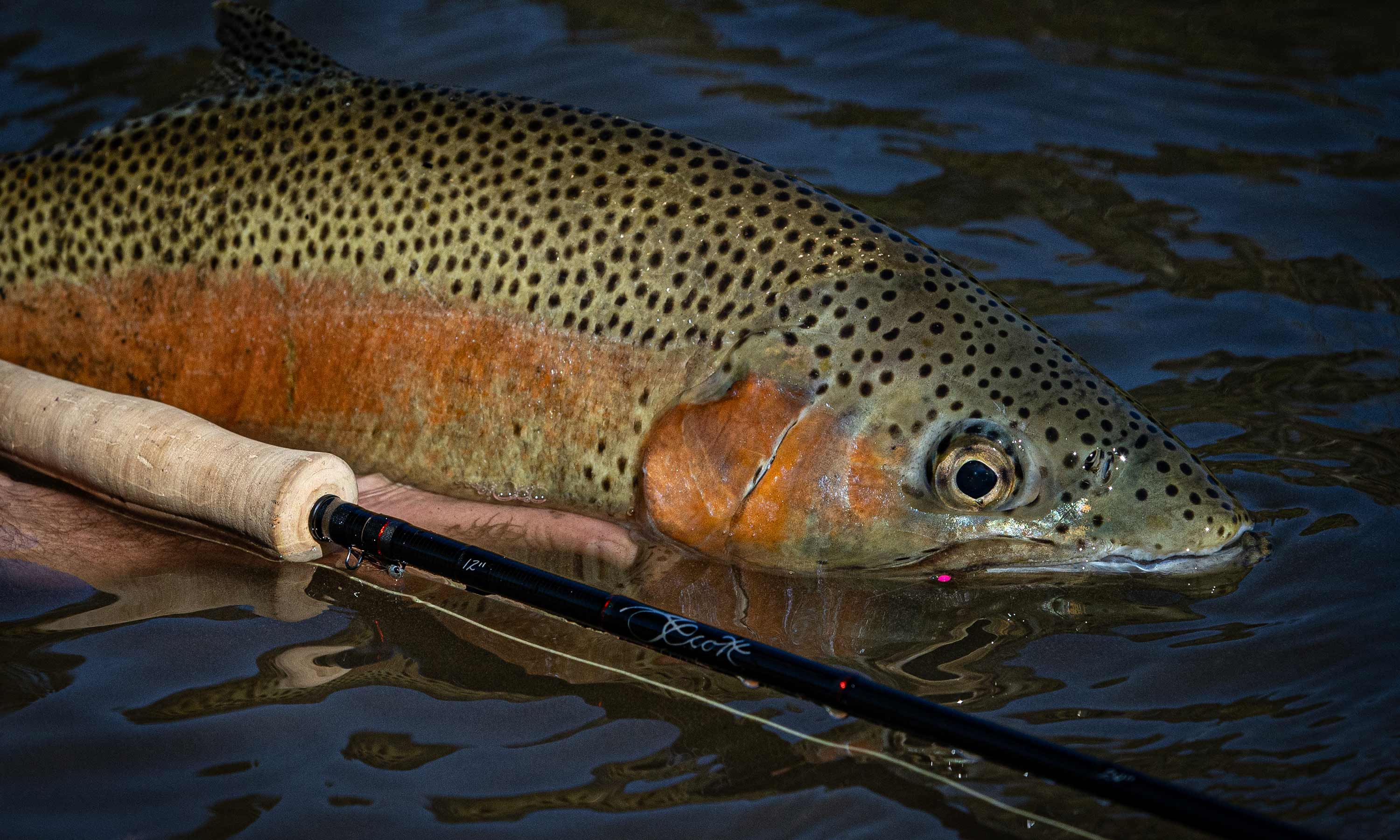 Scott Centric 10ft 6wt Fly Rod - Pro Review – Manic Tackle Project