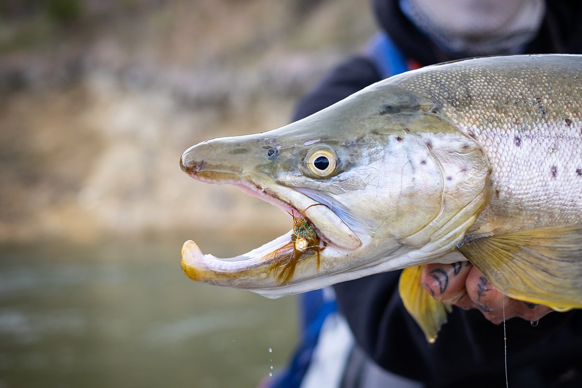 Friday Fly Day - The Effectiveness Of Fly Fishing With Streamers ...