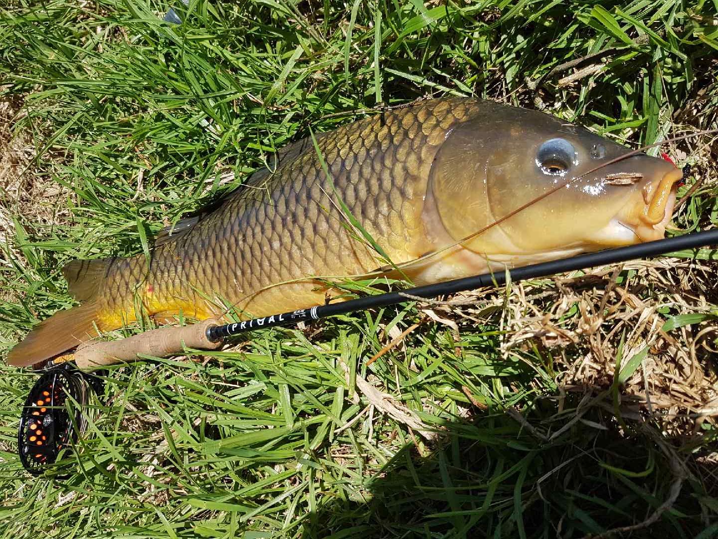 Manic 'Mud-Marlin' Monday - Blake Malitz Brains a Few – Manic Tackle ...