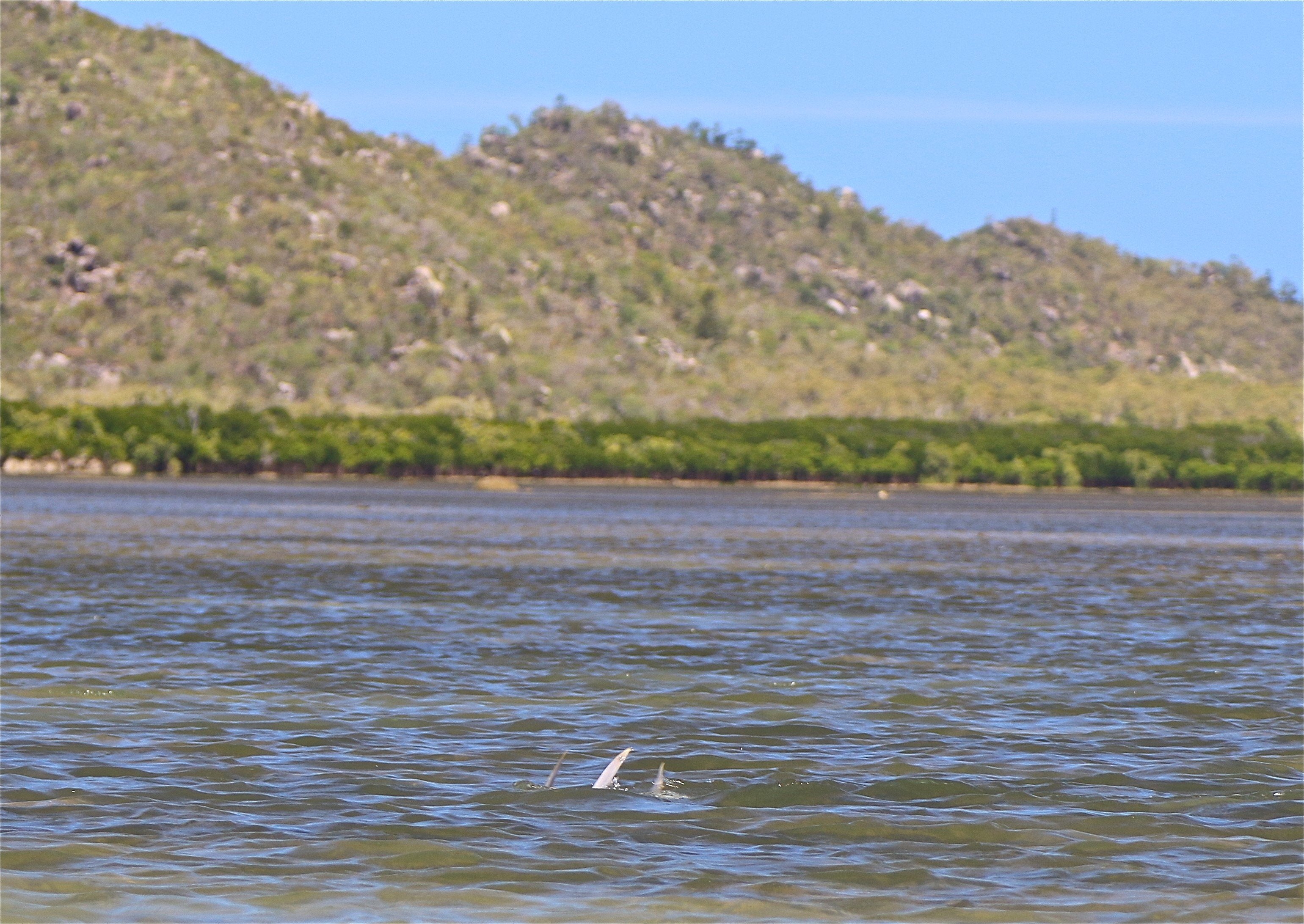 Salty Saturdays - Craig Rist and the Golden Trevally – Manic Tackle Project