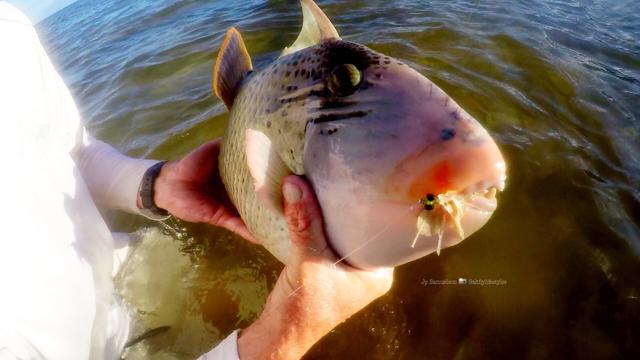 Salty Saturday - JP Samuelson vs Triggerfish – Manic Tackle Project