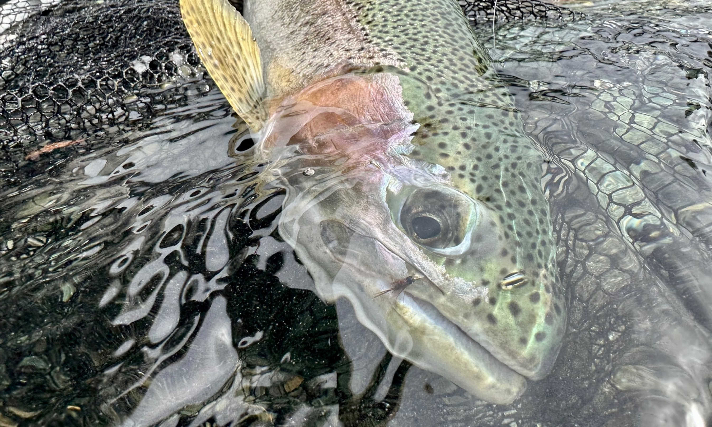 Manic Fly Collection Catalogue – Manic Tackle Project