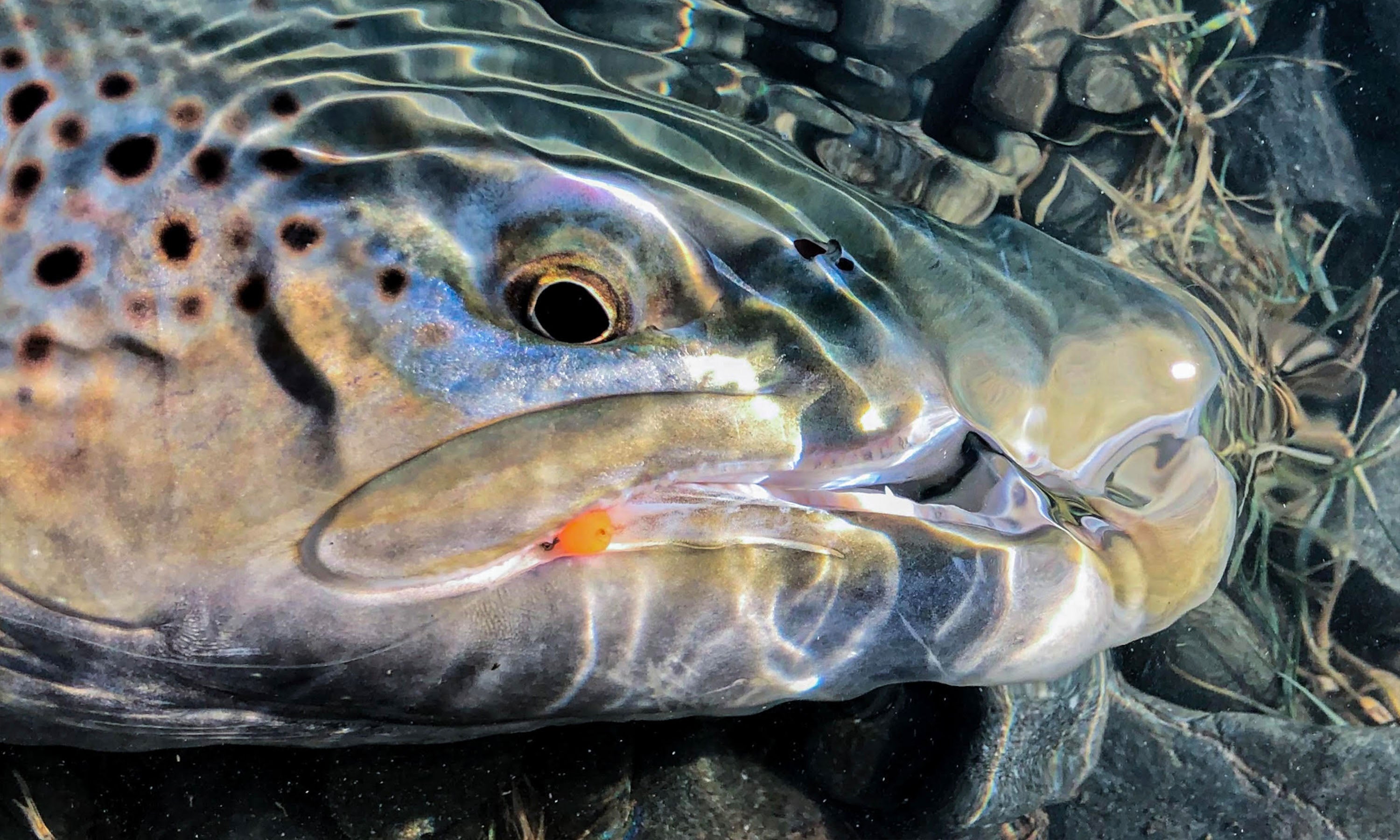 Death Roe – Manic Tackle Project