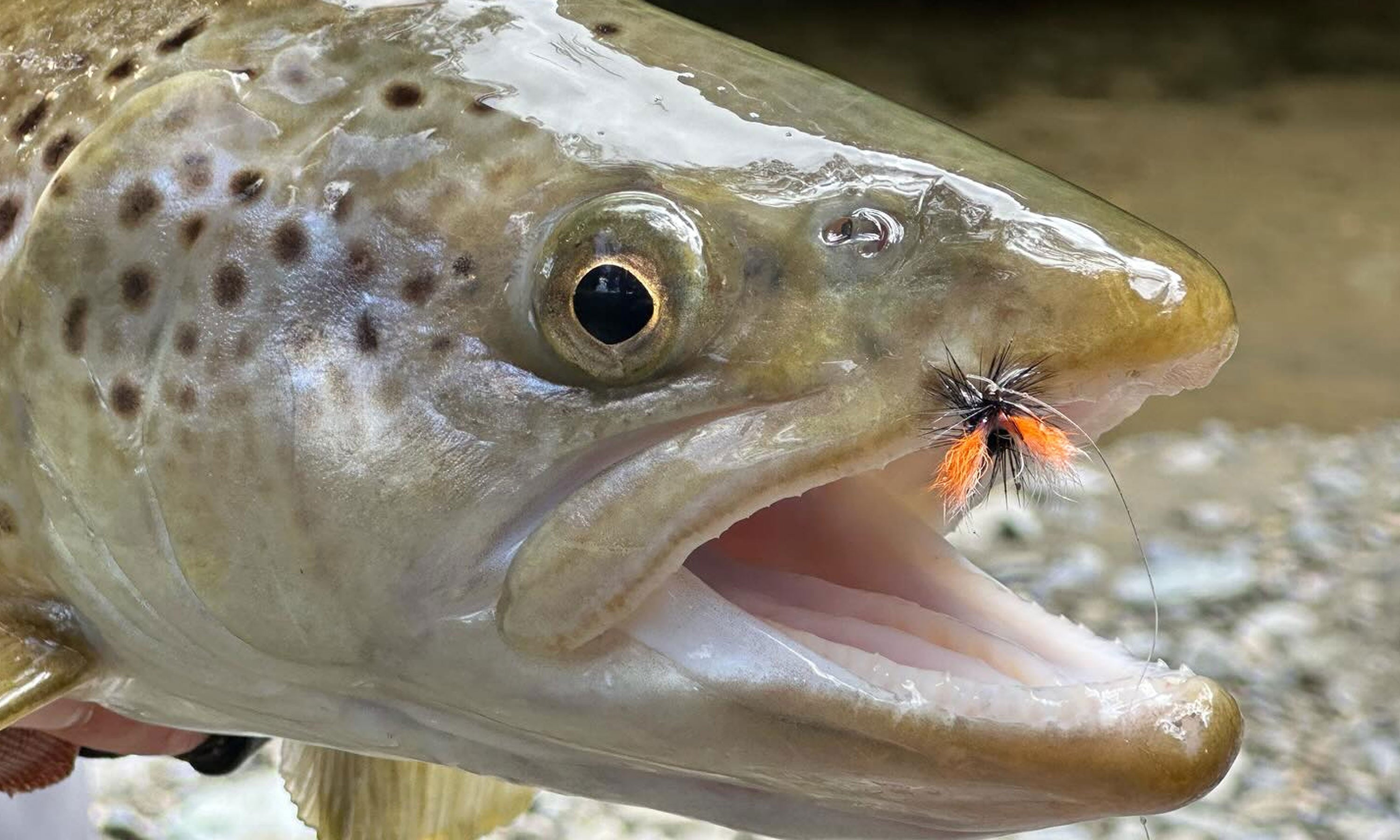 New for 2024 | Manic Fly Collection – Manic Tackle Project